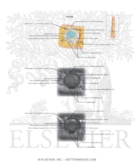 Cross Section of the Finger: Axial View