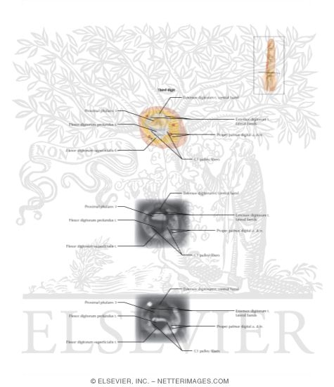 Cross Section of the Finger: Axial View