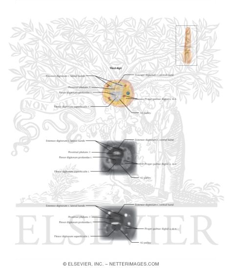 Cross Section of the Finger: Axial View