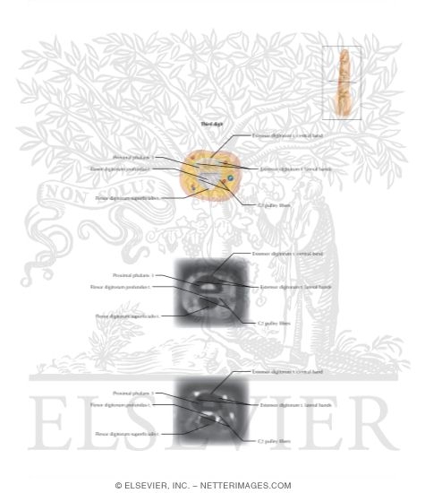 Watermarked preview of labeled image: Cross Section of the Finger ...