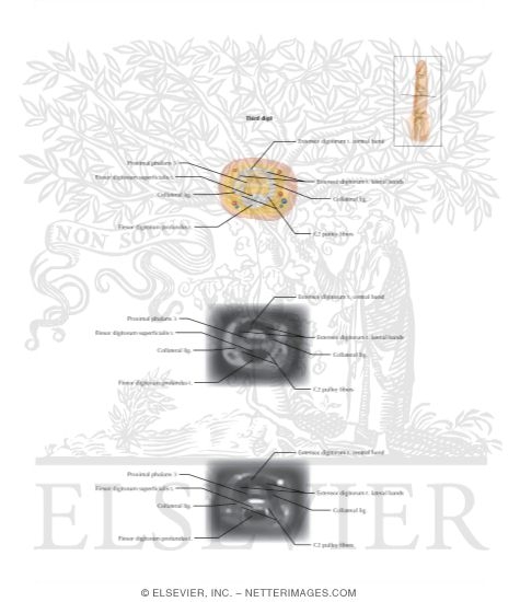 Cross Section of the Finger: Axial View