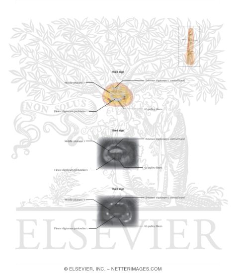 Cross Section of the Finger: Axial View