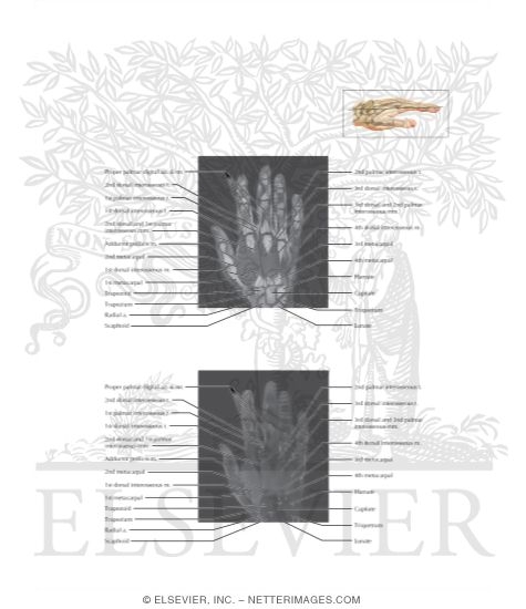 Cross Section of the Hand and Finger: Coronal View