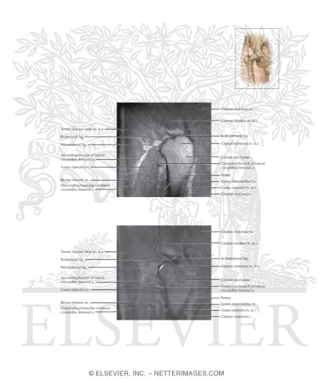 Cross Section of the Hip: Sagittal View