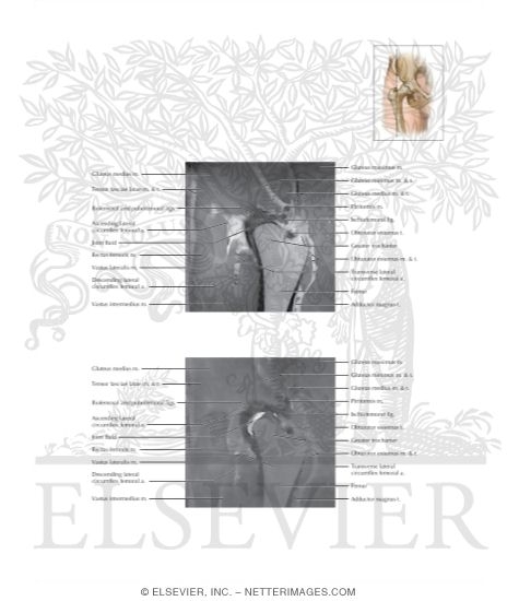 Cross Section of the Hip: Sagittal View
