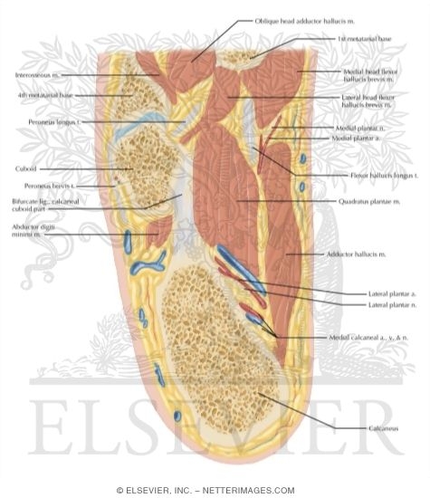 Cross Section of the Ankle and Foot: Axial View