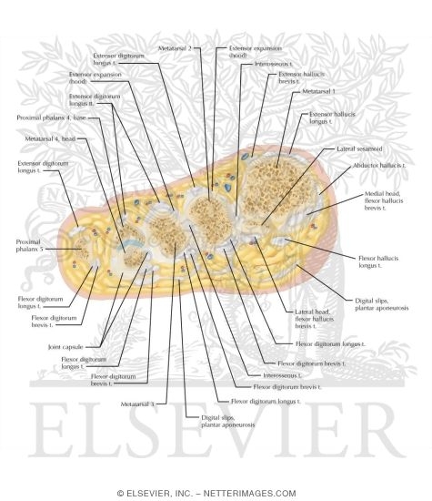 Cross Section of the Ankle and Foot: Coronal View