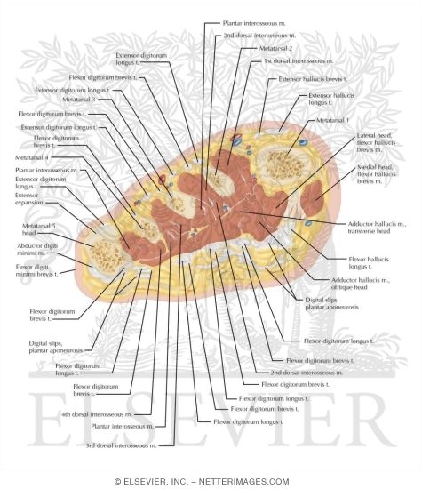 Cross Section of the Ankle and Foot: Coronal View
