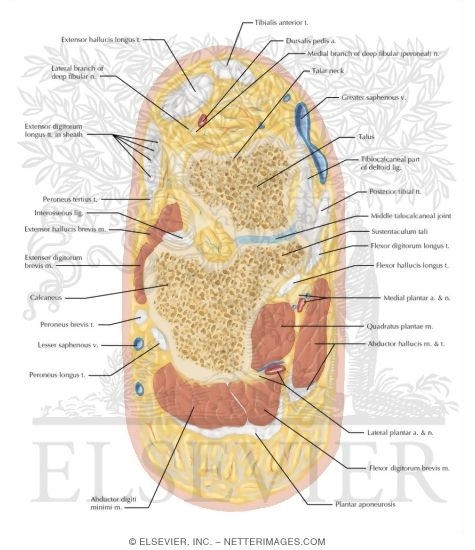 Cross Section of the Ankle and Foot: Coronal View