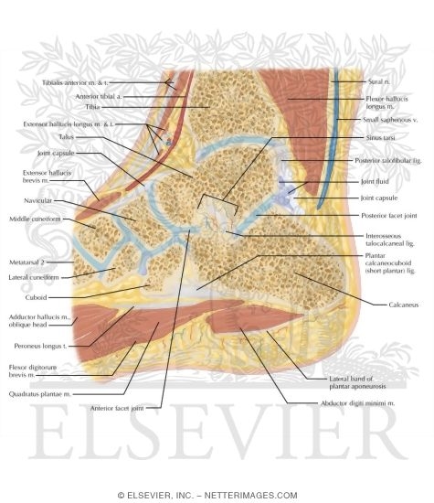 Cross Section of the Ankle and Foot: Sagittal View