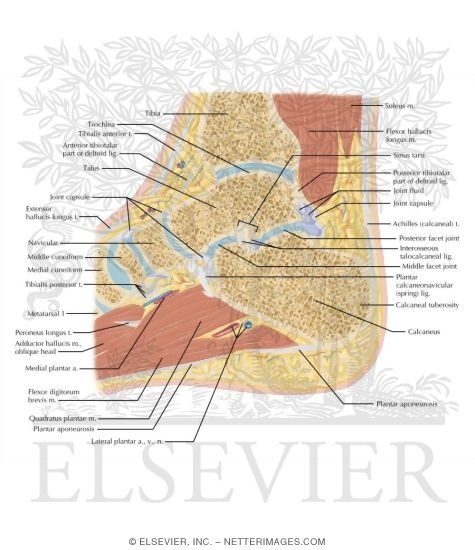 Cross Section of the Ankle and Foot: Sagittal View