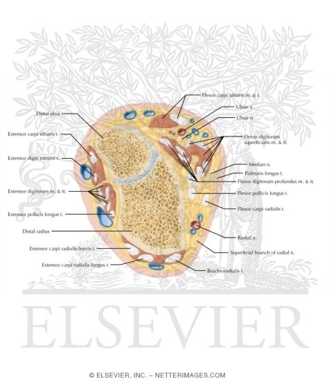 Cross Section of the Forearm: Axial View