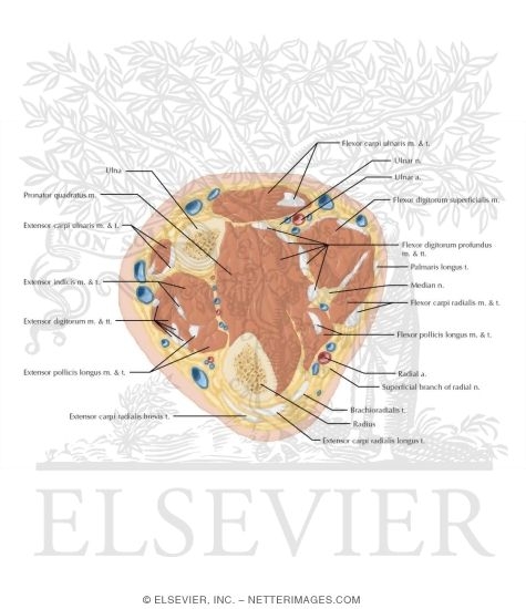 Cross Section of the Forearm: Axial View