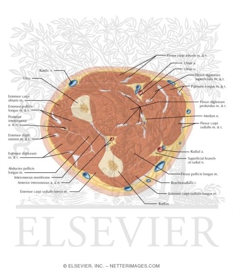 Cross Section of the Forearm: Axial View