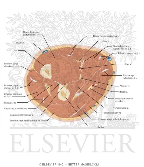 Cross Section of the Forearm: Axial View