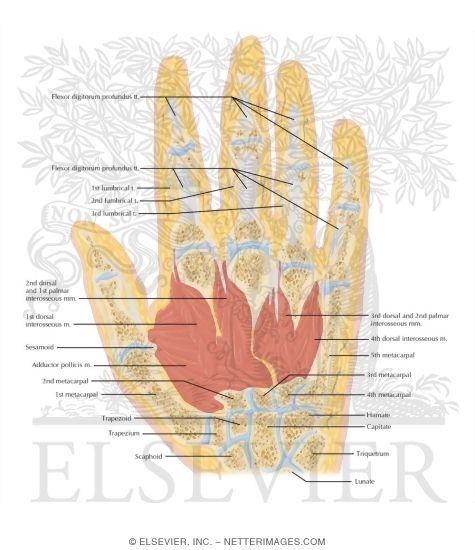 Cross Section of the Hand: Coronal View