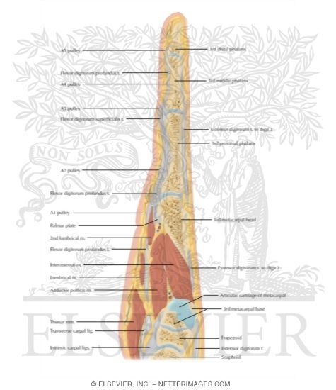 Cross Section of the Hand: Coronal View
