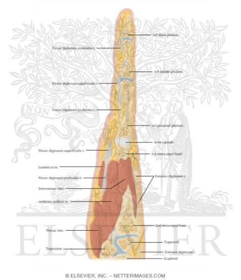 Watermarked preview of labeled image: Cross Section of the Hand ...
