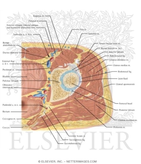 Cross Section of the Hip: Axial View