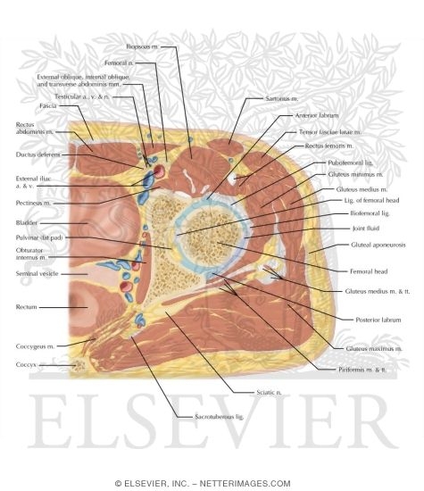 Cross Section of the Hip: Axial View