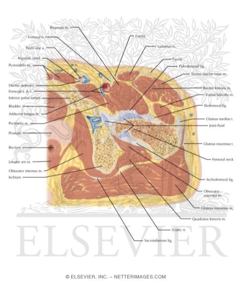Cross Section of the Hip: Axial View