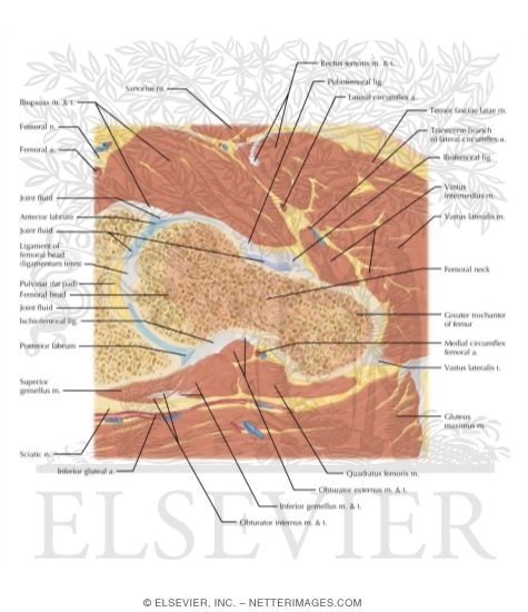 Cross Section of the Hip: Axial Oblique View