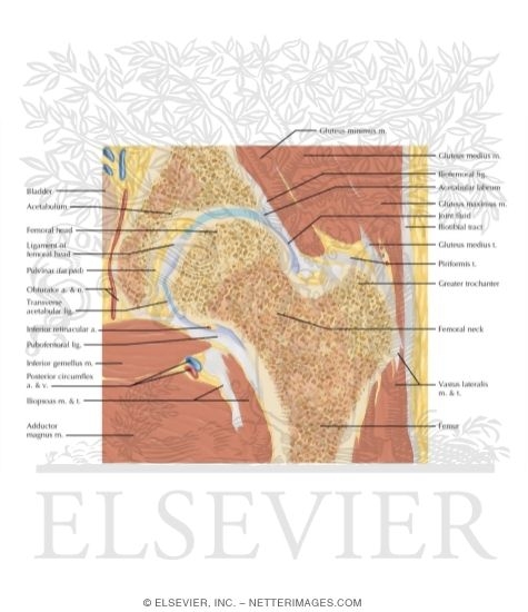 Cross Section of the Hip: Coronal Oblique View