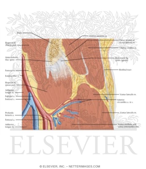 Cross Section of the Hip: Coronal Oblique View