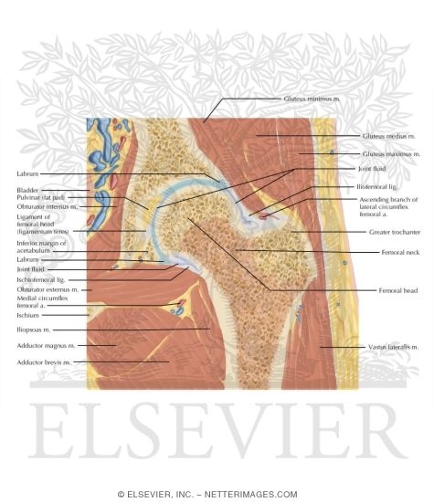 Cross Section of the Hip: Coronal View