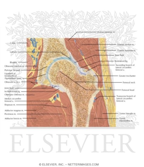 Cross Section of the Hip: Coronal View