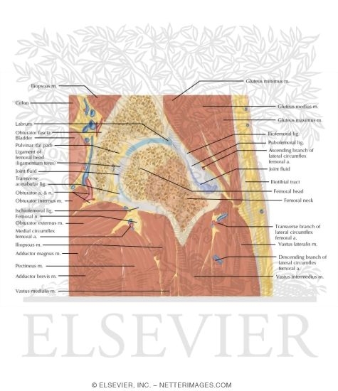 Cross Section of the Hip: Coronal View