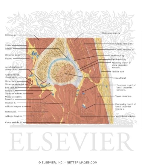 Cross Section of the Hip: Coronal View