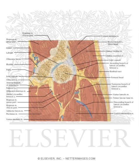 Cross Section of the Hip: Coronal View