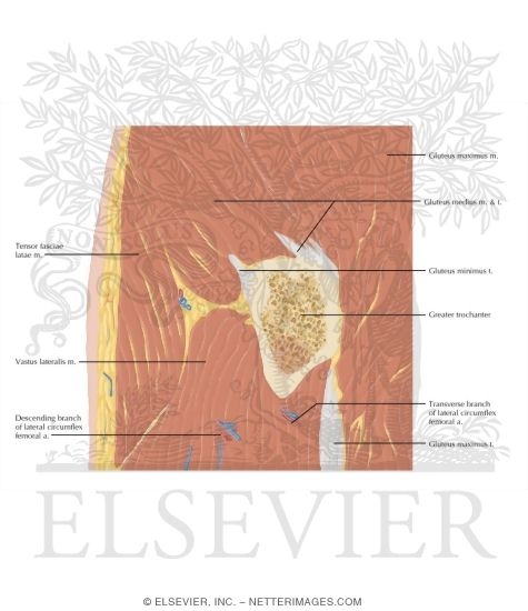 Cross Section of the Hip: Sagittal View