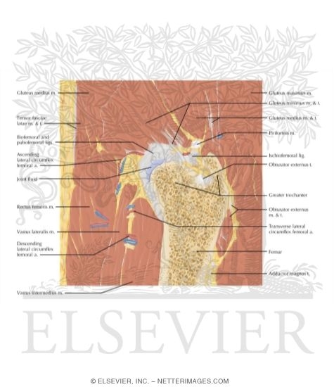 Cross Section of the Hip: Sagittal View
