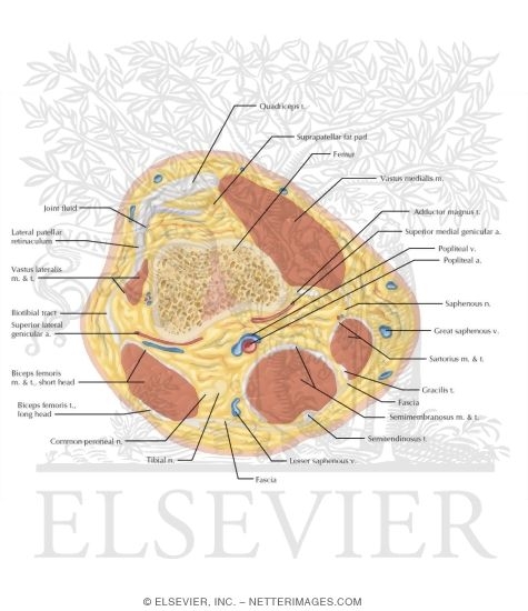 Cross Section of the Knee: Axial View