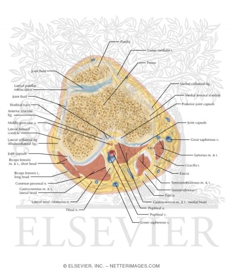 Cross Section of the Knee: Axial View