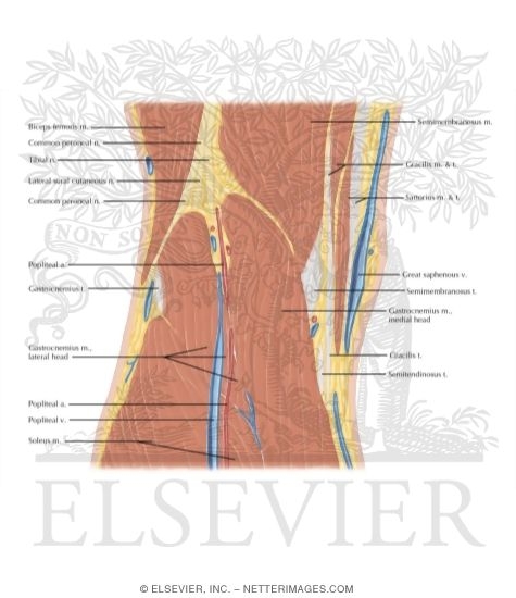 Cross Section of the Knee: Coronal View