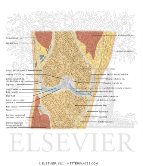 Cross Section of the Knee: Coronal View