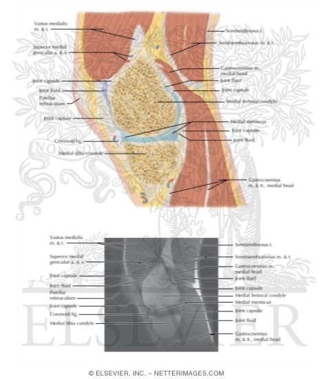 Cross Section of the Knee: Sagittal View