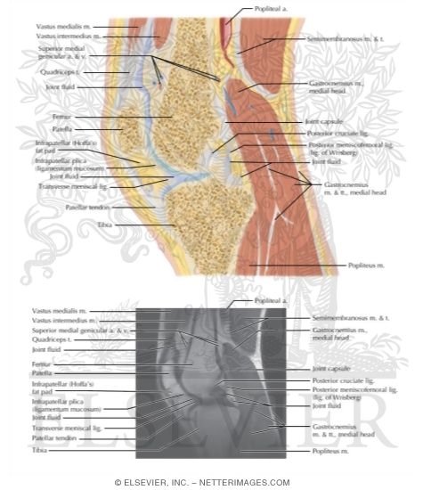 Cross Section of the Knee: Sagittal View