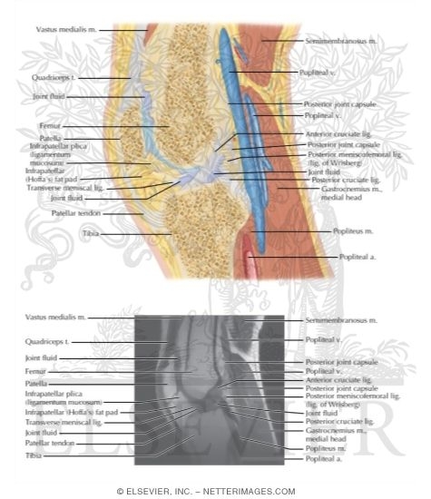 Cross Section of the Knee: Sagittal View