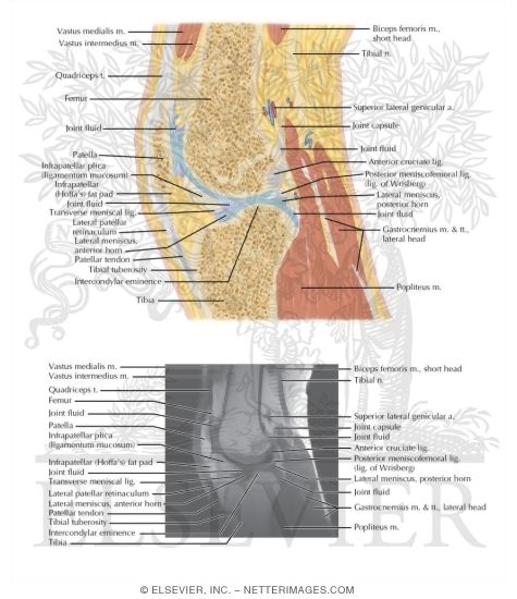 Cross Section of the Knee: Sagittal View