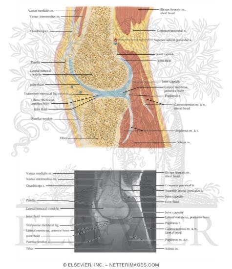 Cross Section of the Knee: Sagittal View