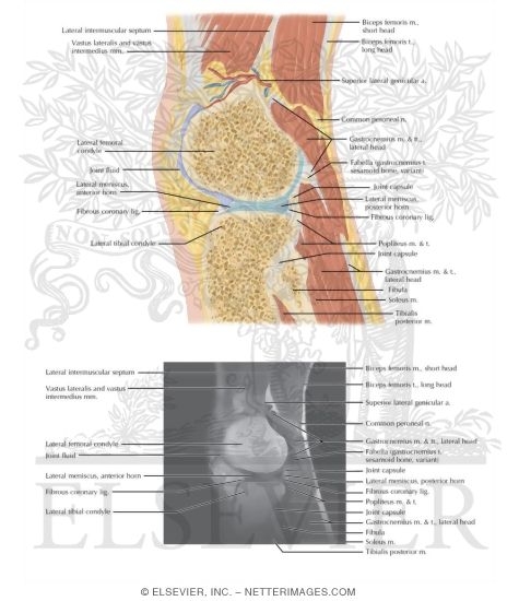 Cross Section of the Knee: Sagittal View