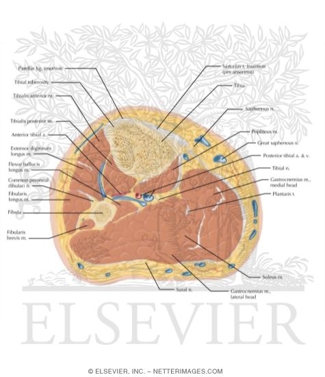 Cross Section of the Leg: Axial View