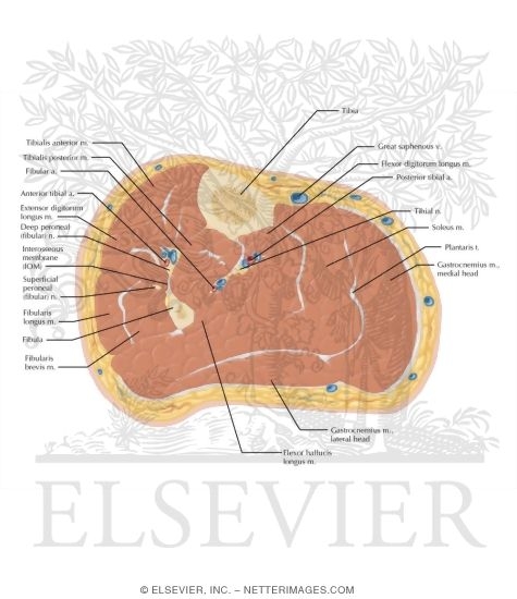 Cross Section of the Leg: Axial View