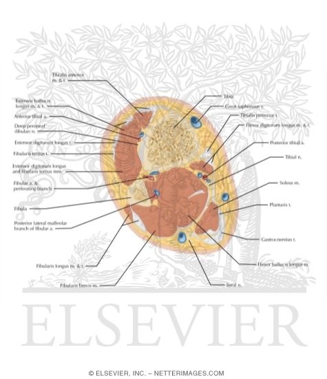 Cross Section of the Leg: Axial View