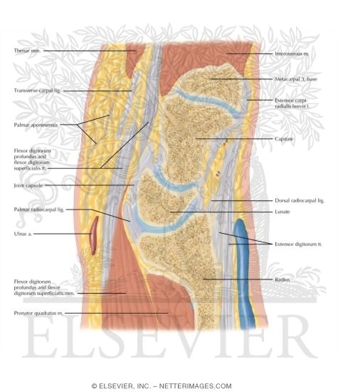 Cross Section of the Wrist: Sagittal View
