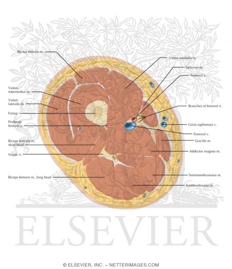 Cross Section of the Thigh: Axial View